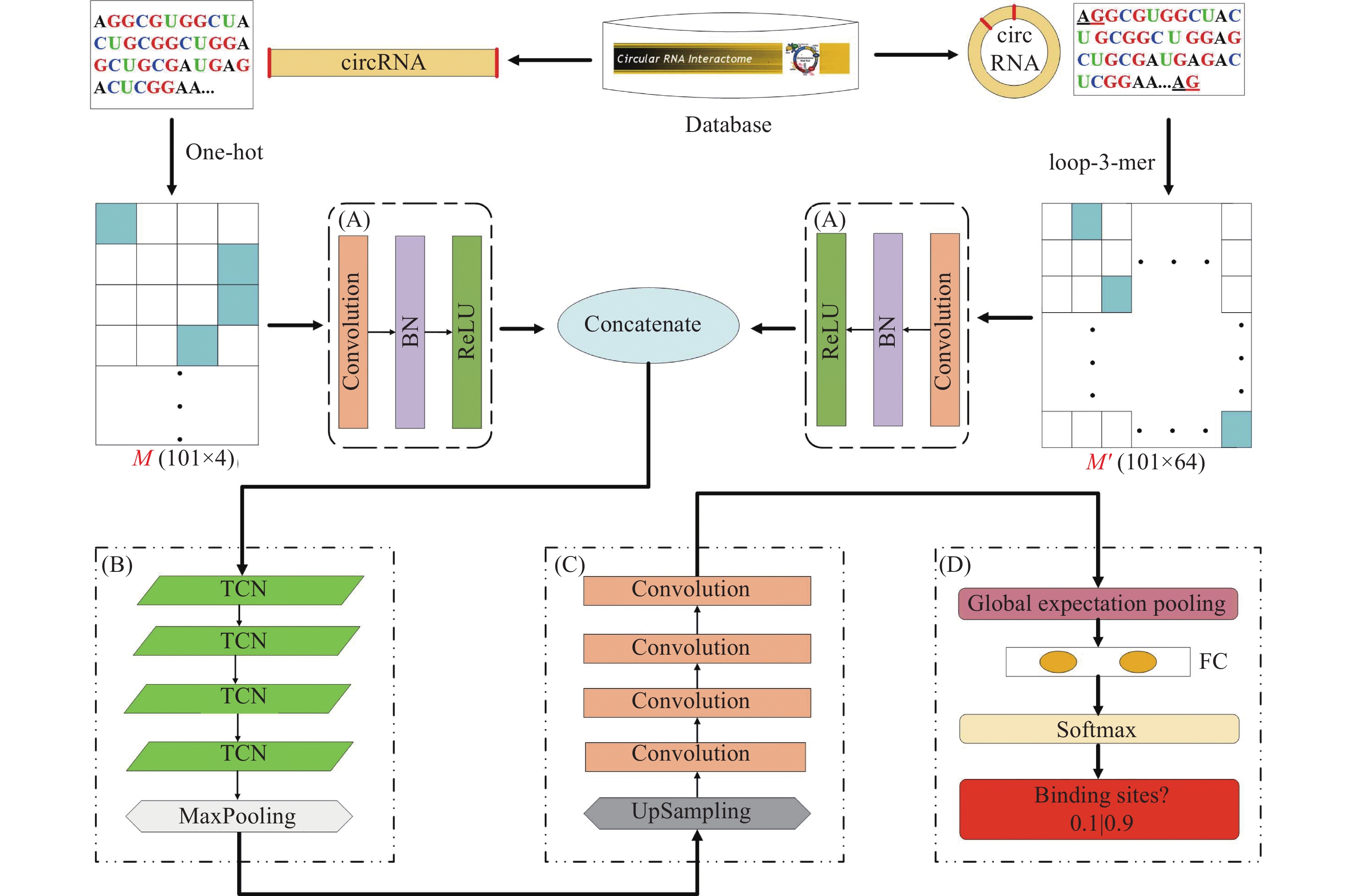 An Encoding Decoding Framework Based On Cnn For Circrna Rbp Binding Sites Prediction